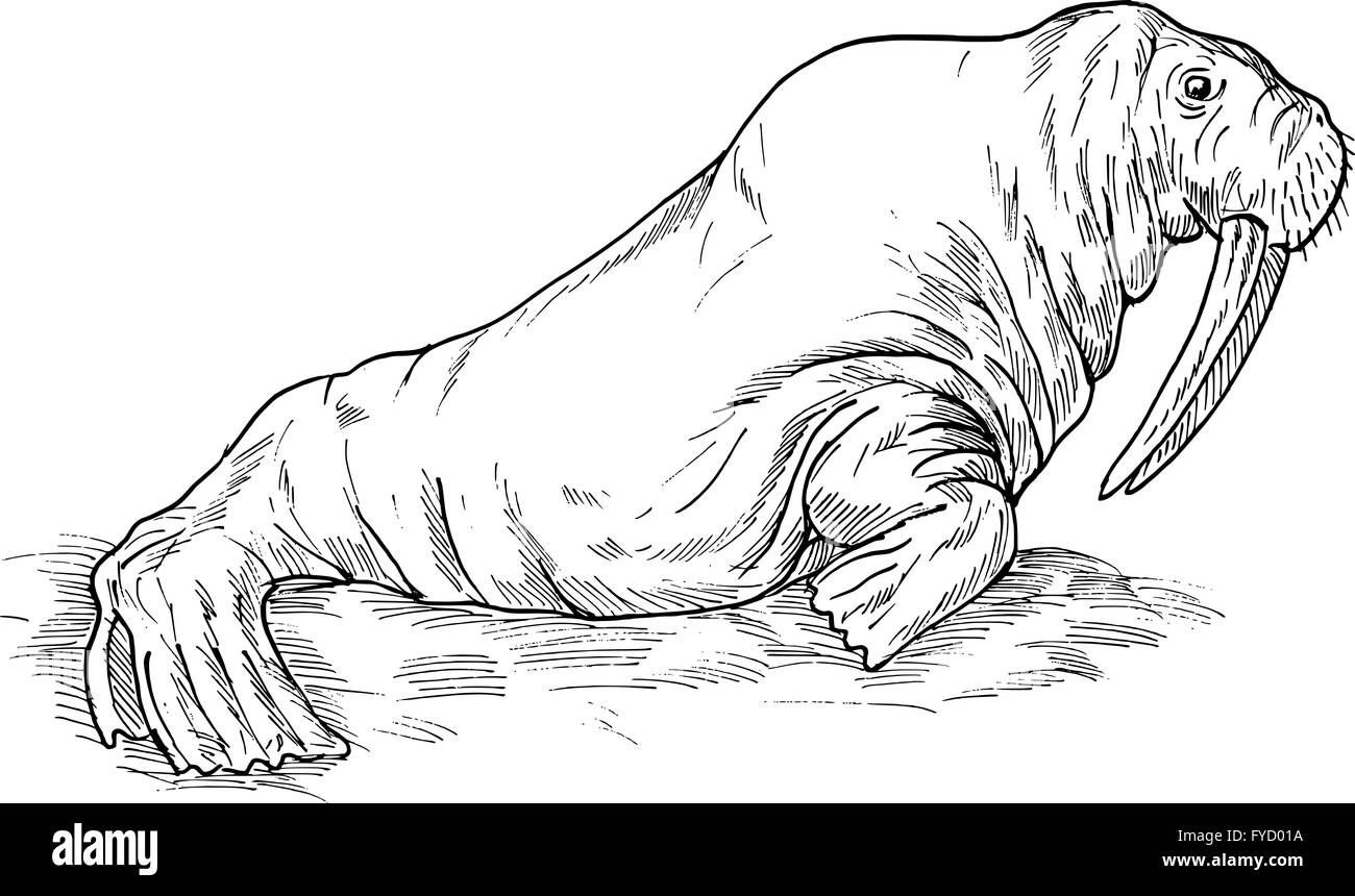 Walrus drawing Stock Photo - Alamy