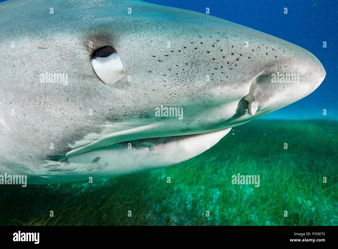 Blue Shark Eyes