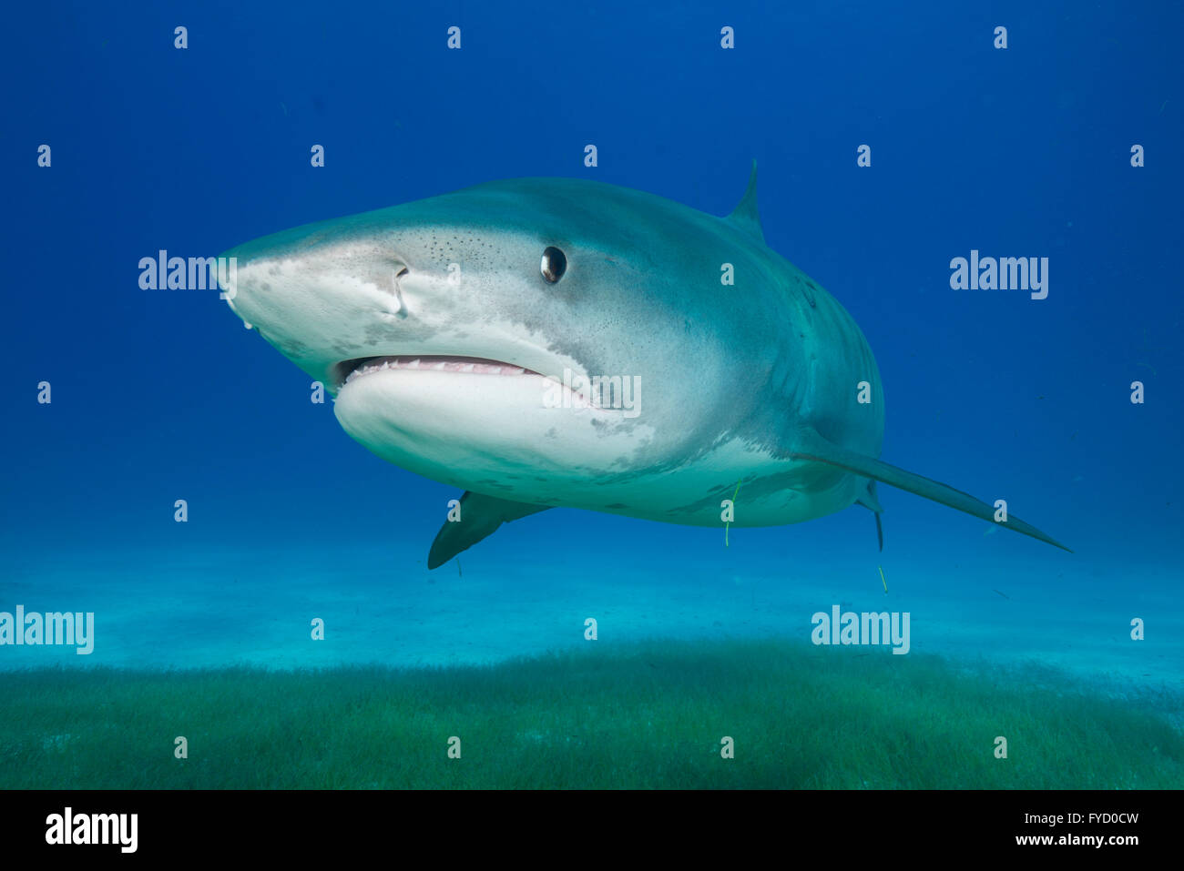 Tiger sharks seagrass hi-res stock photography and images - Alamy