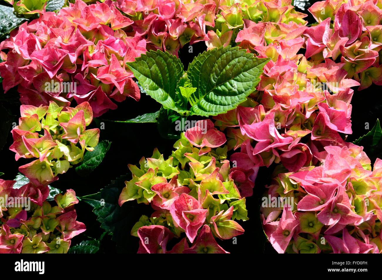 Close up of hydrangea pink mop head macrophyllia flowers and leaves ...