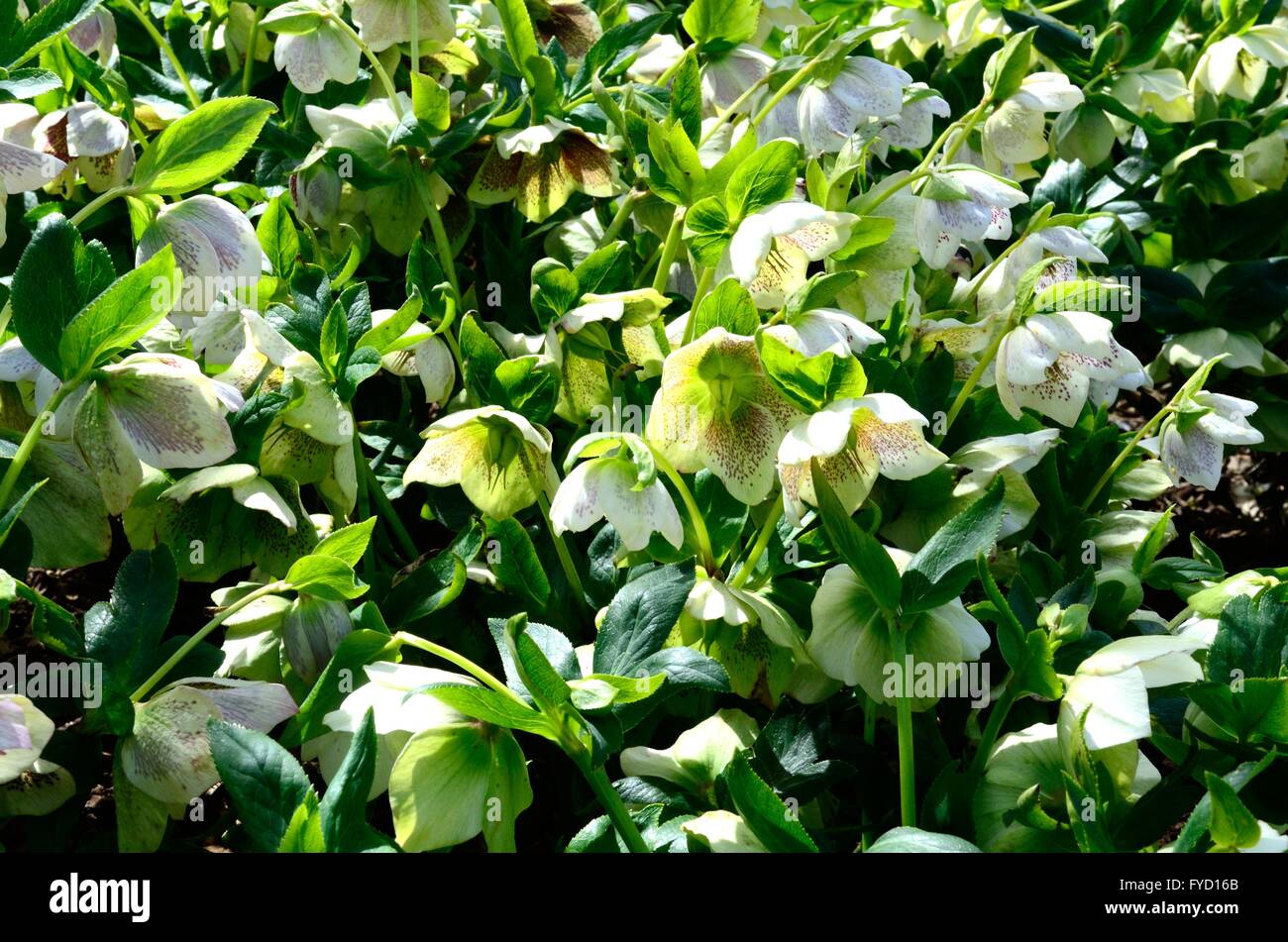 White hellebore hi-res stock photography and images - Alamy