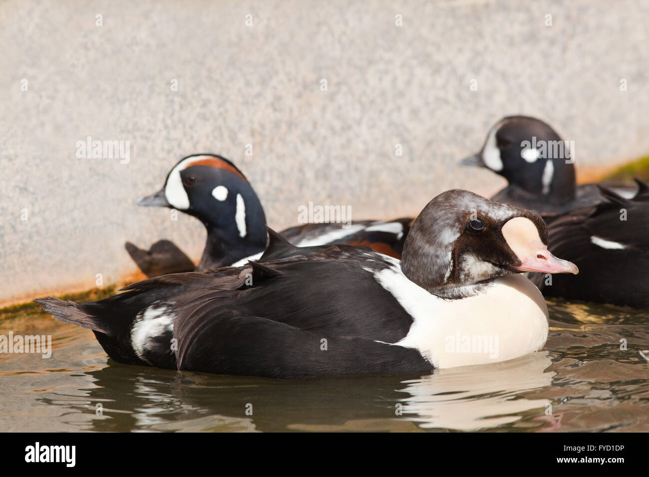 King Eider (Somateria spectabilis). Immature drake, or male, second ...