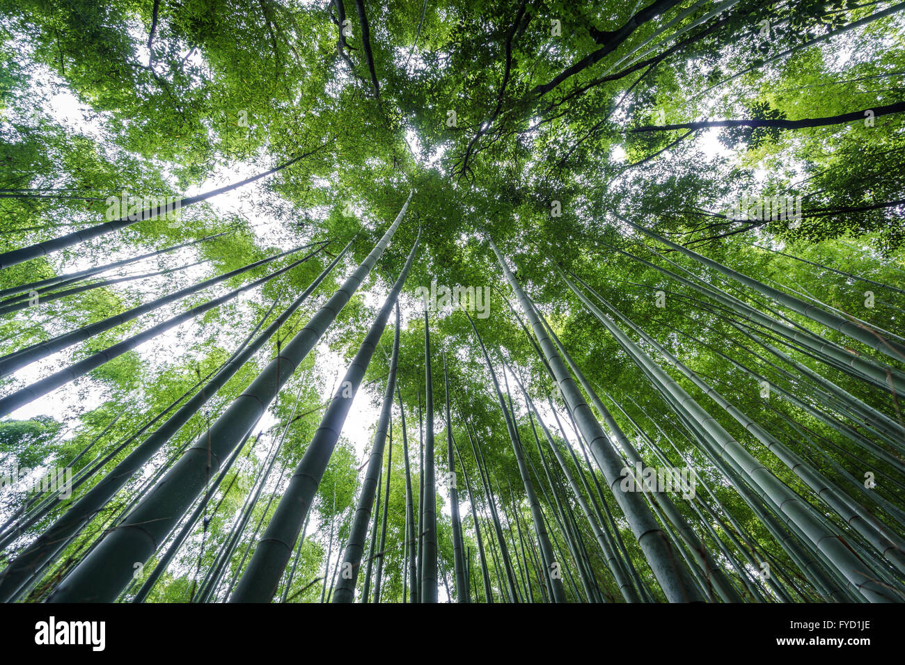 Bamboo tree roots hi-res stock photography and images - Alamy