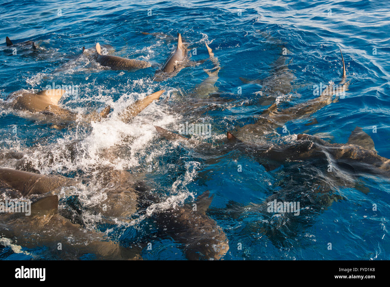 Caribbean Reef Sharks feeding on water surface, Bahamas Stock Photo - Alamy