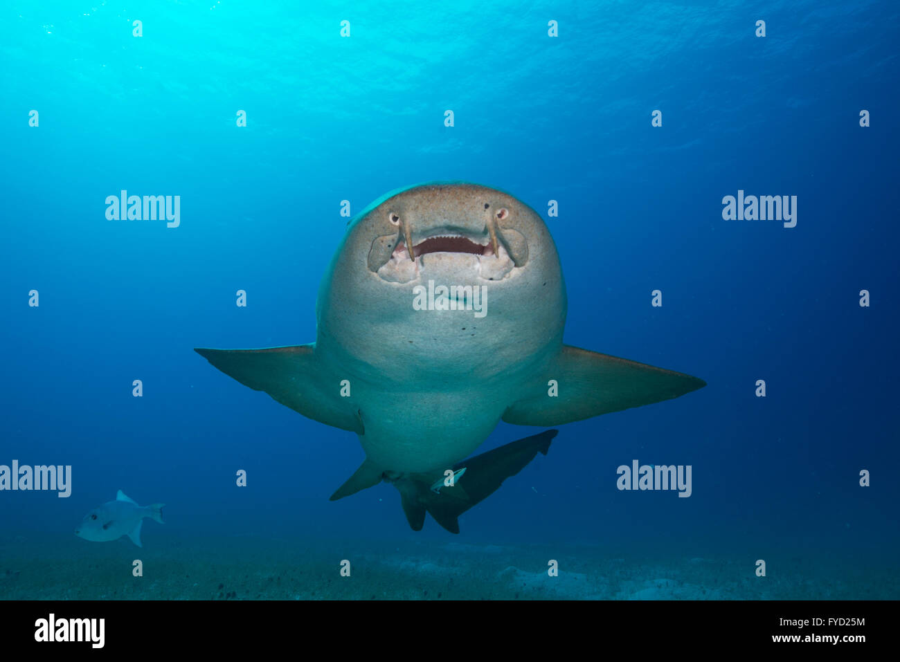 Nurse shark, Ginglymostoma cirratum, underside, Bahamas Stock Photo - Alamy