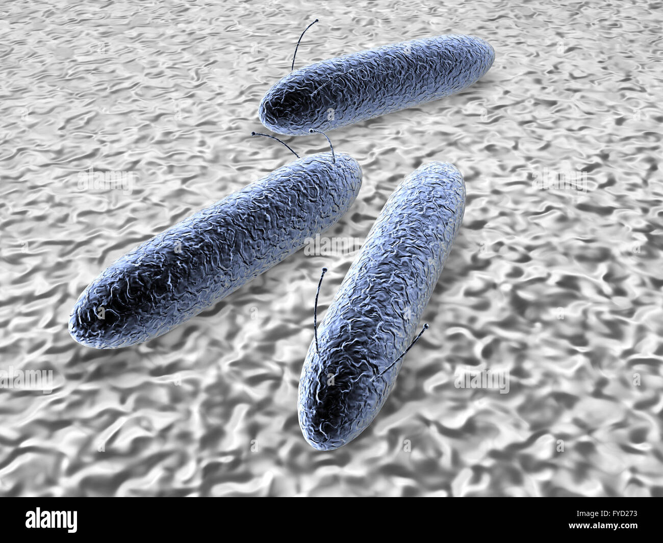 Bacteriums hi-res stock photography and images - Alamy