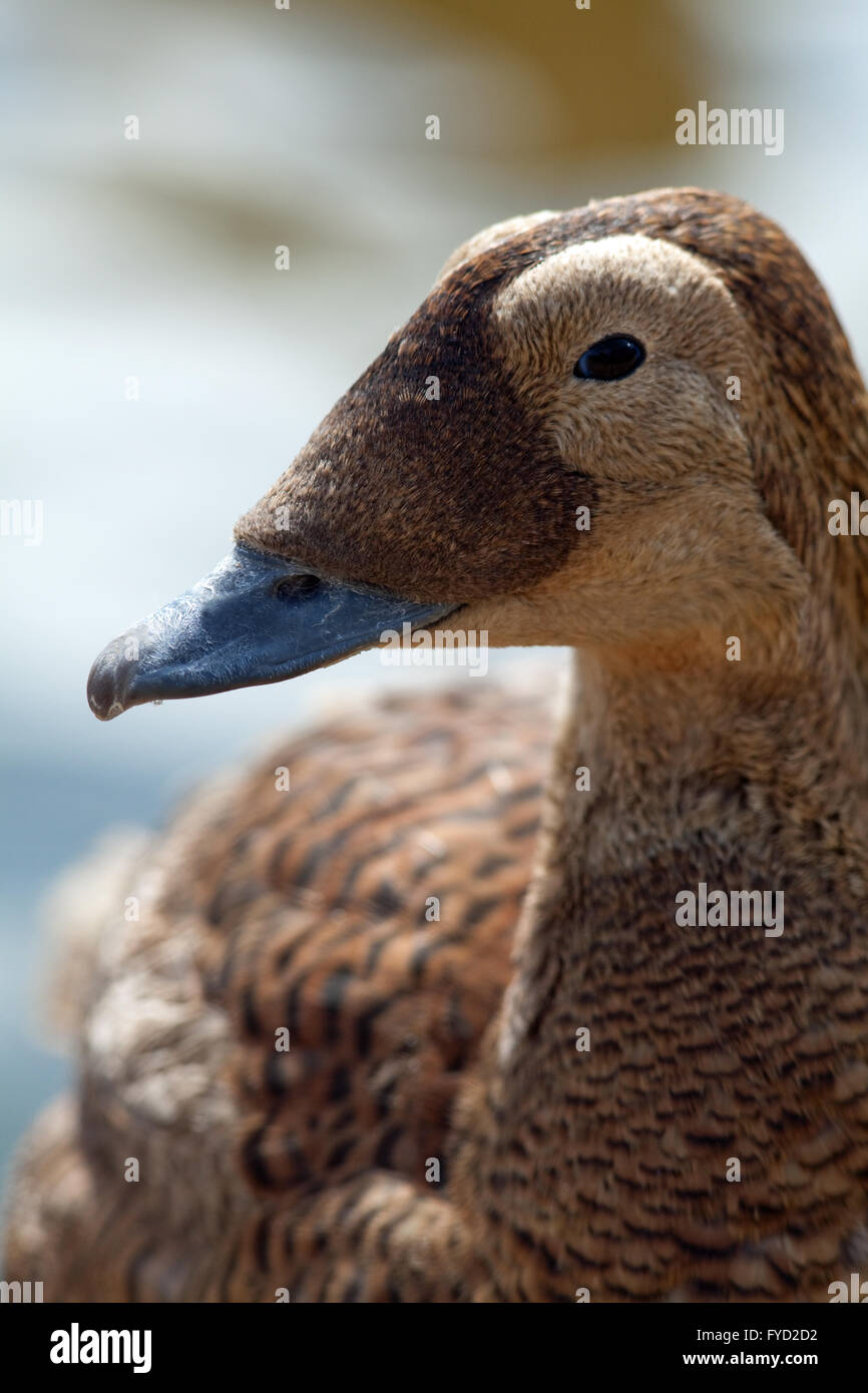 Female spectacled eider hi-res stock photography and images - Alamy