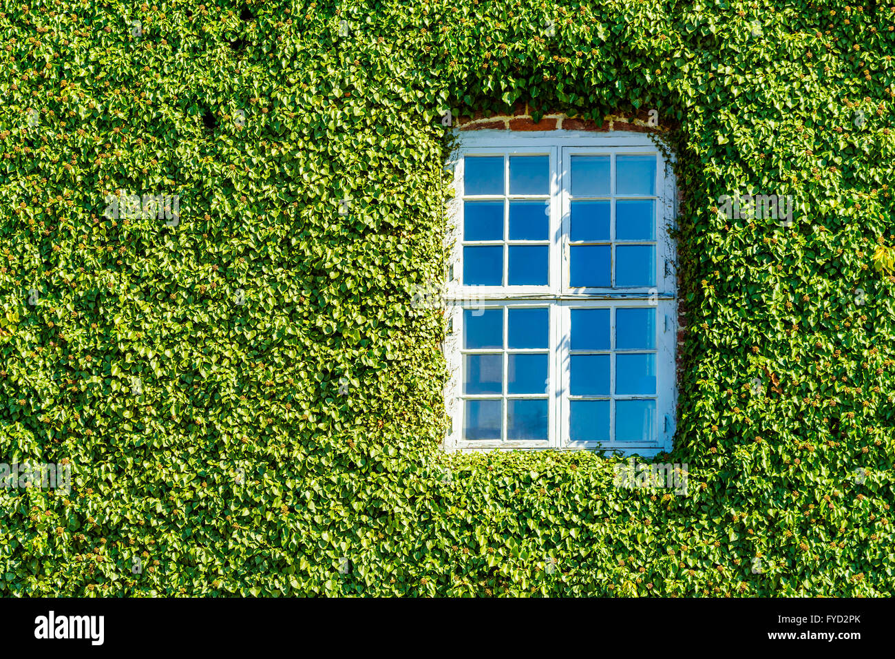 Evergreen ivy growing around a white window. Only very little of the ...
