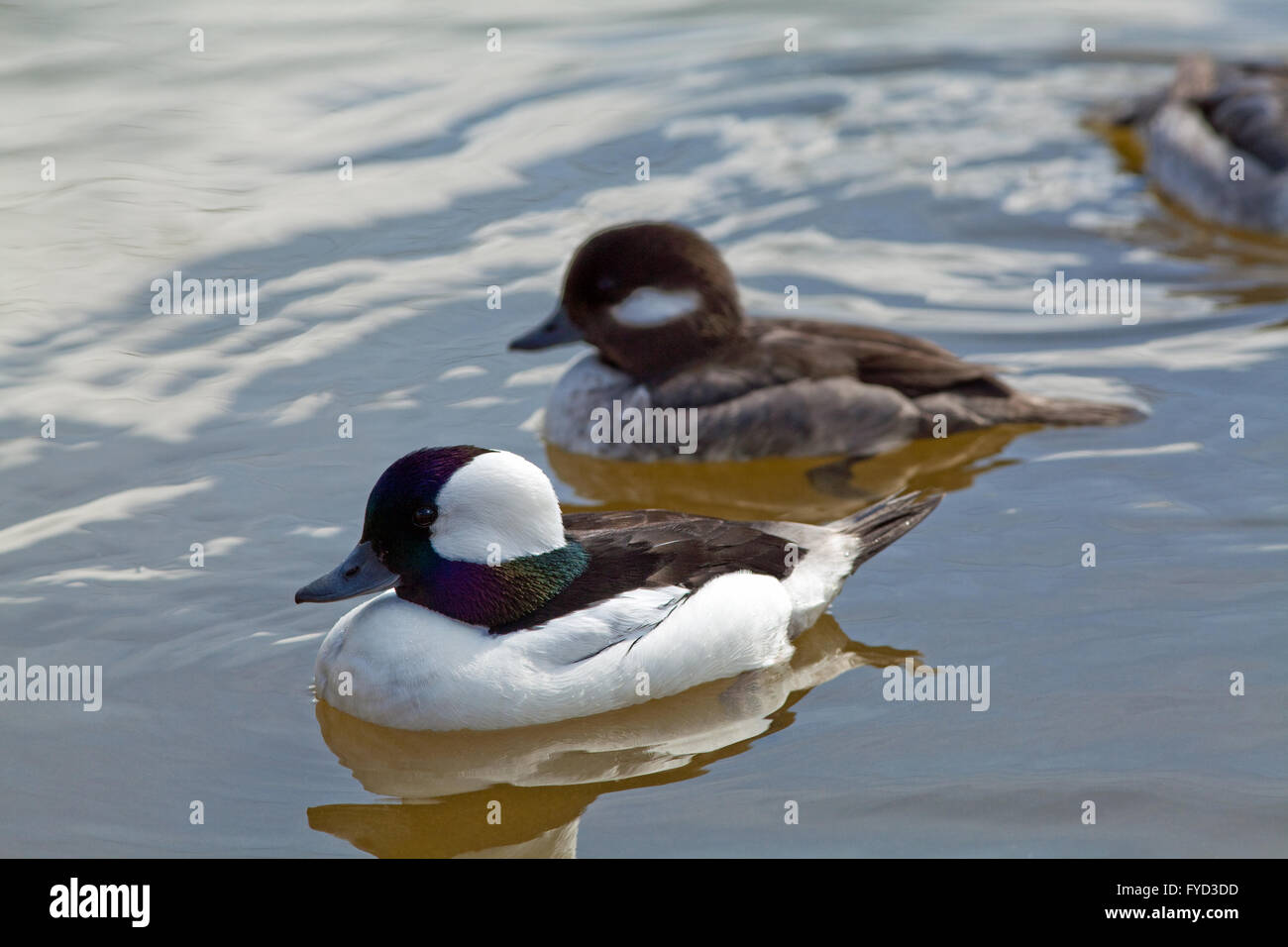 Bufflehead Pair