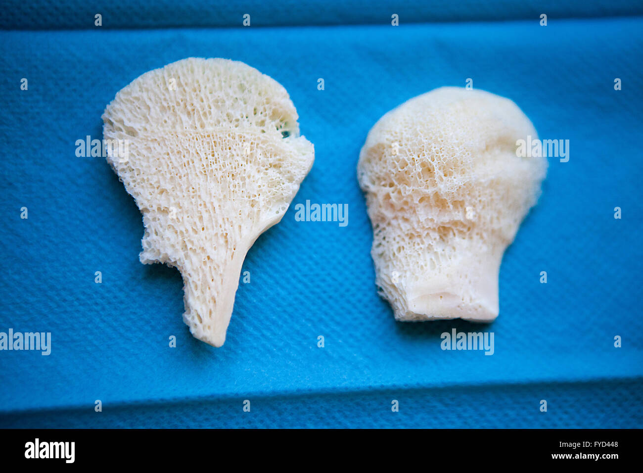 Biobanking hi-res stock photography and images - Alamy