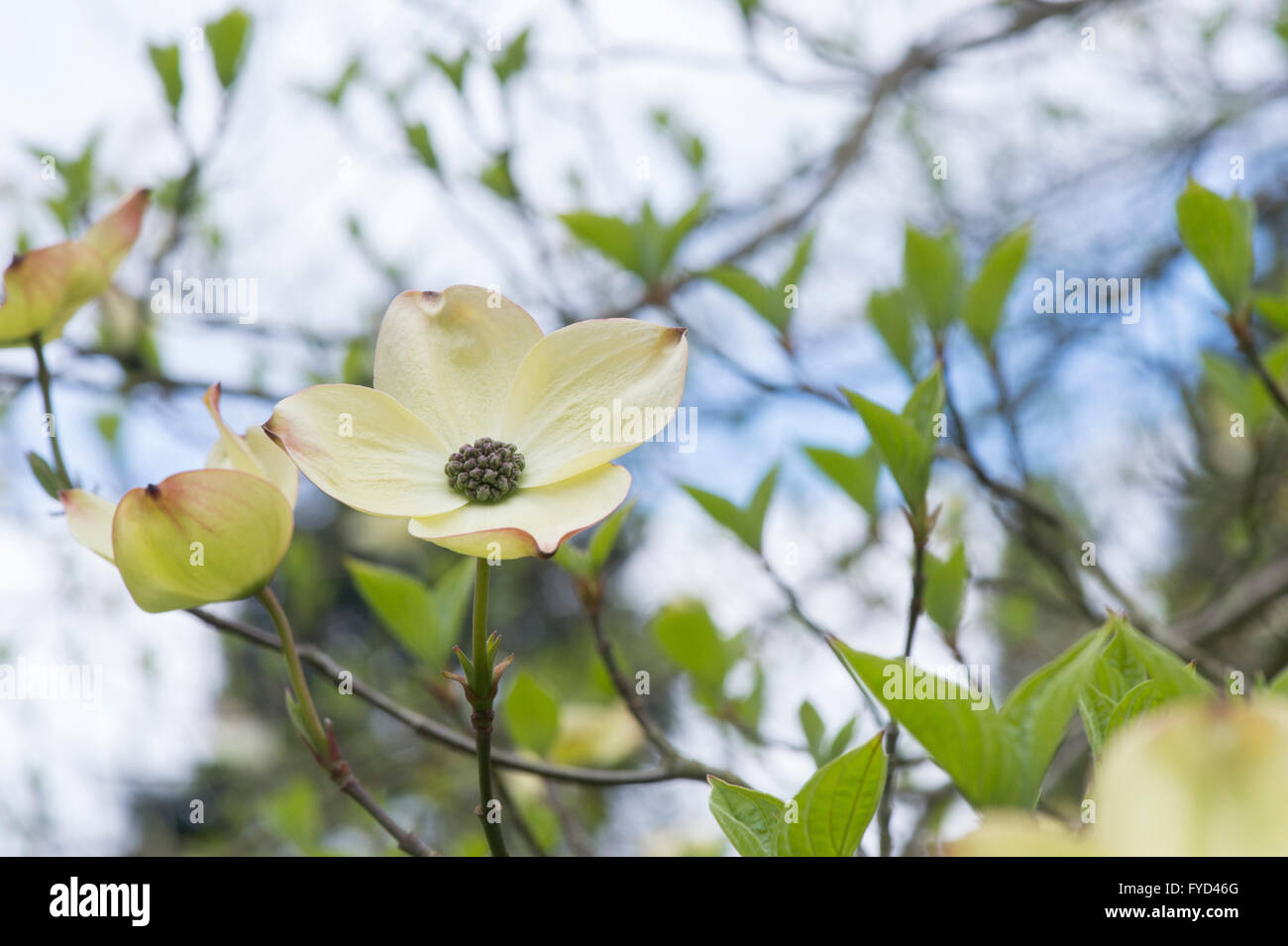 Cornus Ormonde. Ormonde Dogwood tree in flower Stock Photo - Alamy