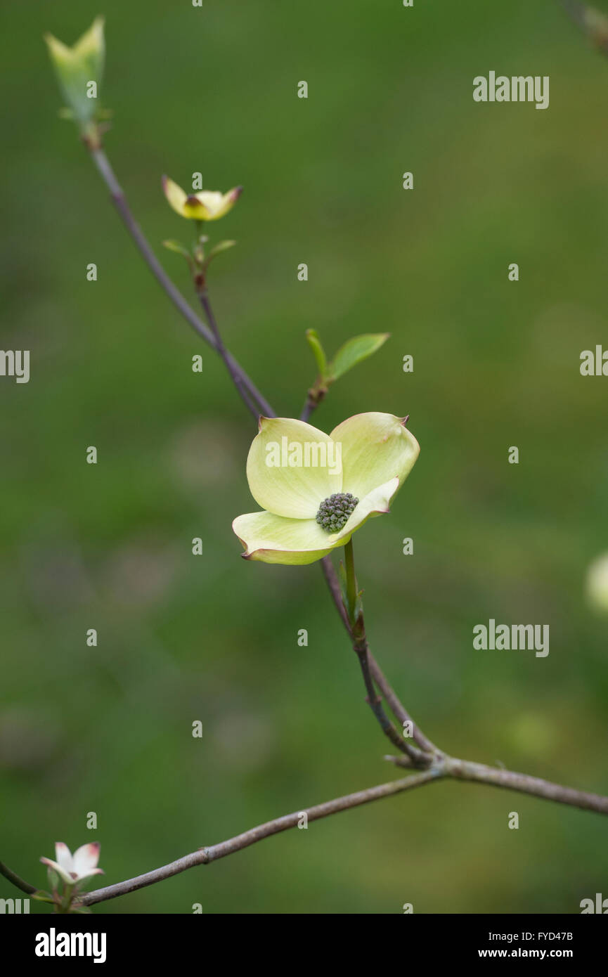 Cornus Ormonde. Ormonde Dogwood tree in flower Stock Photo - Alamy