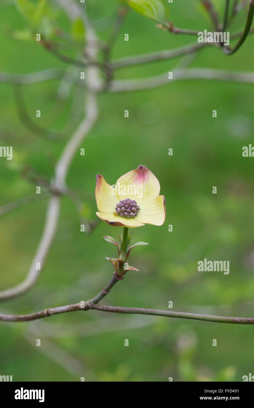 Cornus Ormonde. Ormonde Dogwood tree in flower Stock Photo - Alamy