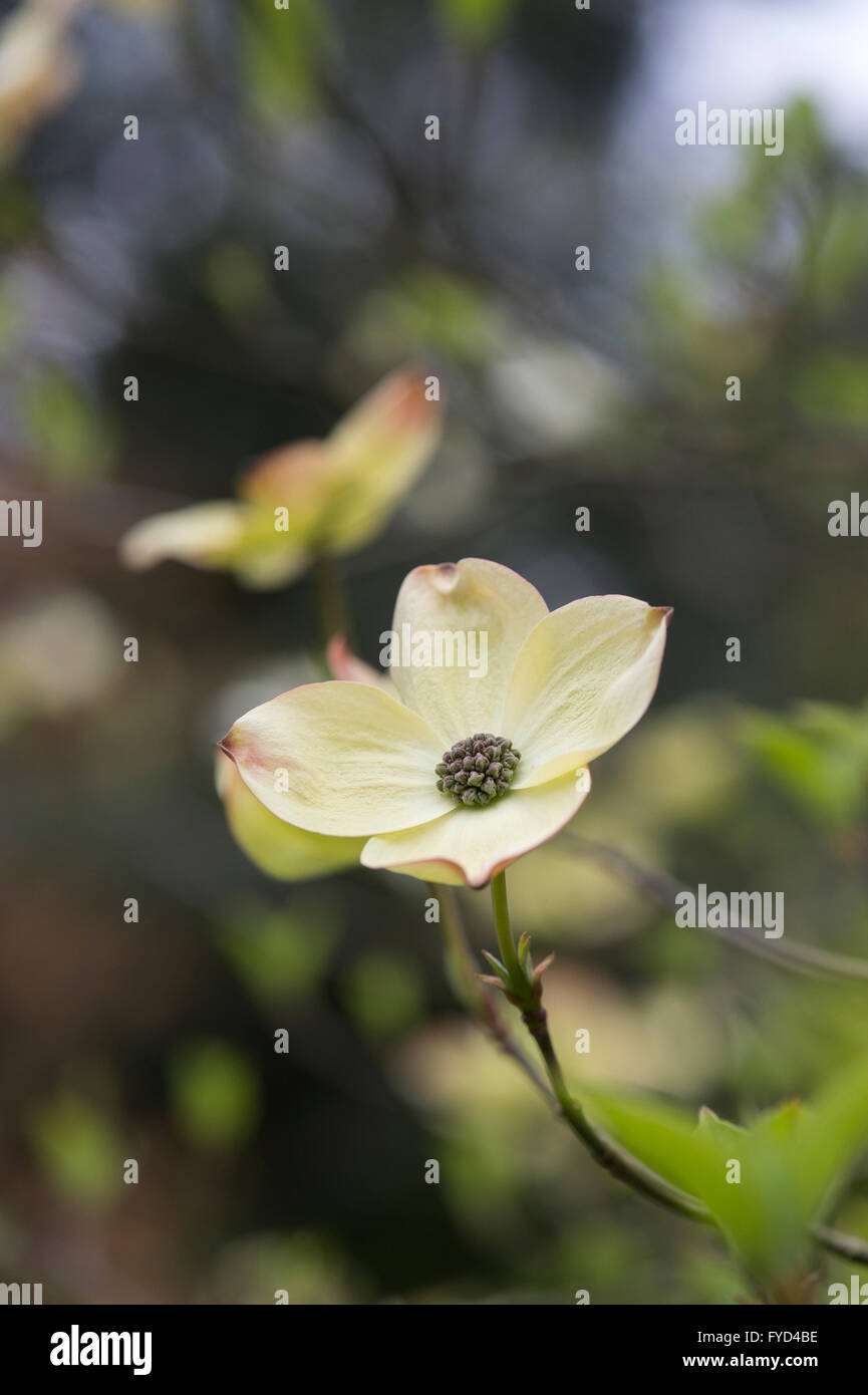 Ormonde High Resolution Stock Photography and Images - Alamy