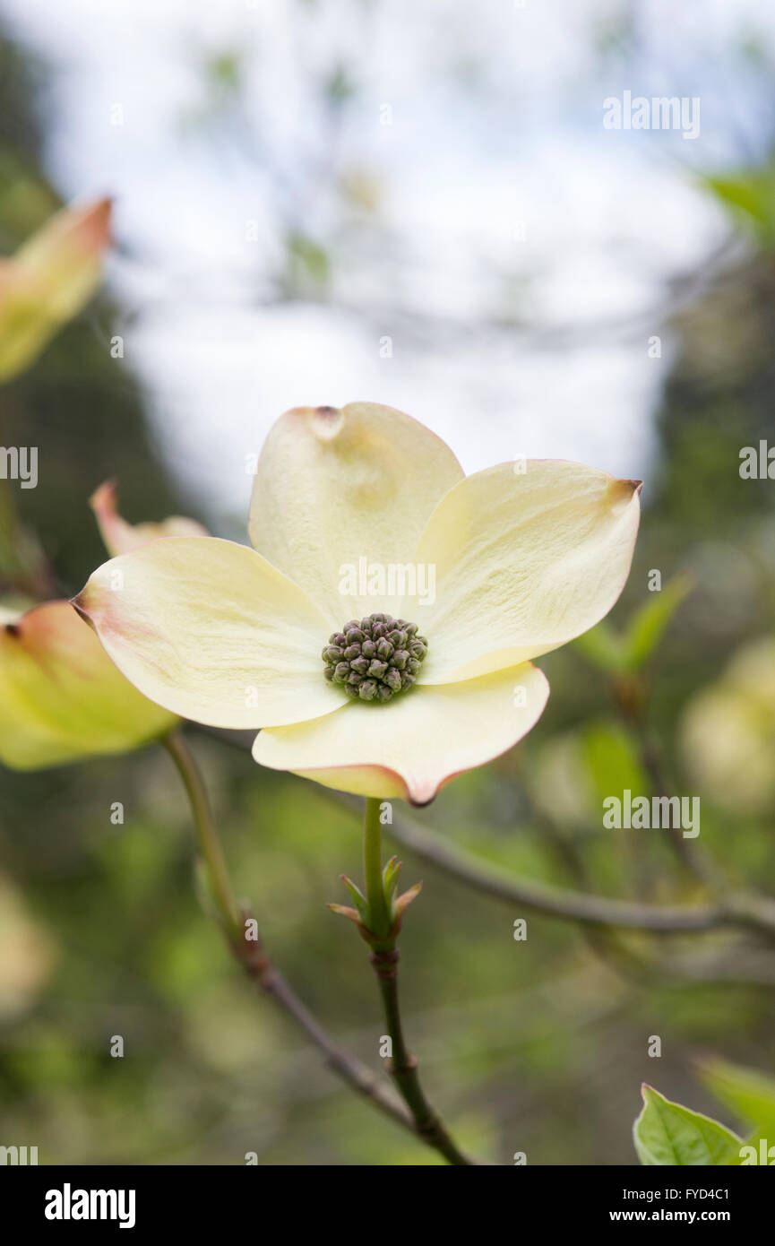 Ormonde hi-res stock photography and images - Alamy