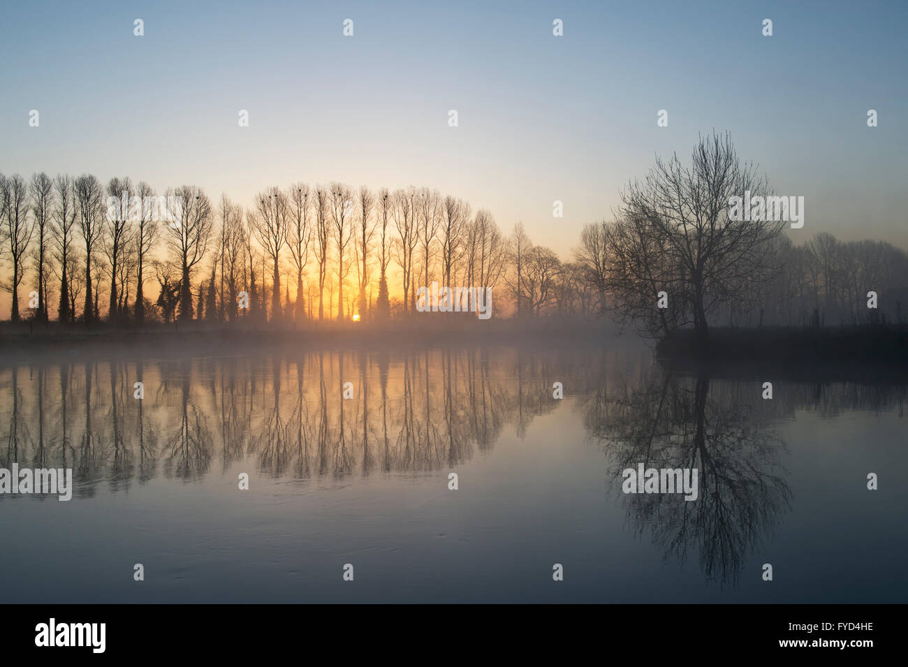 Line of trees on the river thames at sunrise. Buscot, Oxfordshire ...