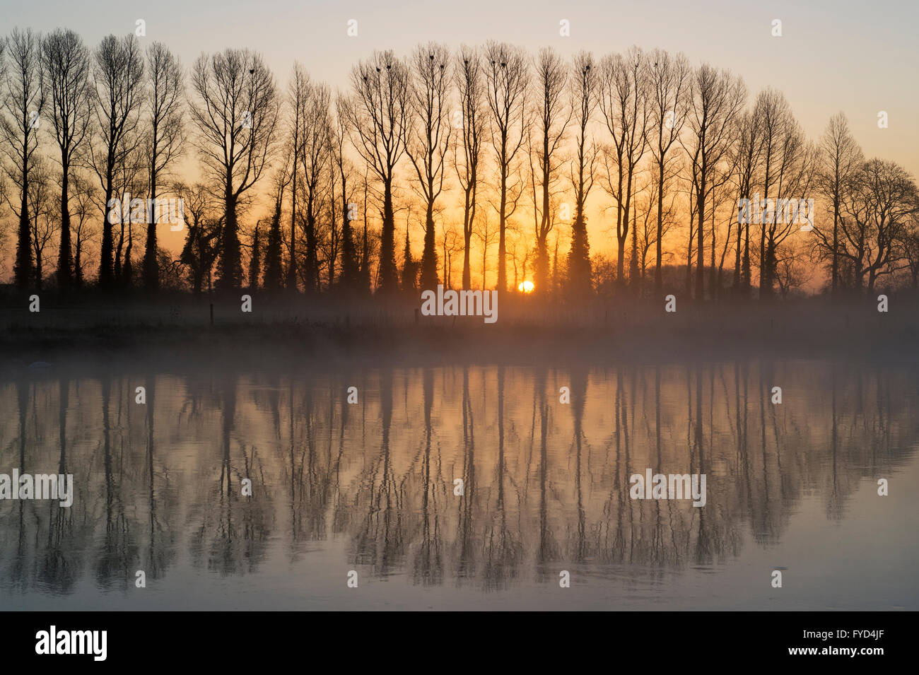 Line of trees on the river thames at sunrise. Buscot, Oxfordshire ...
