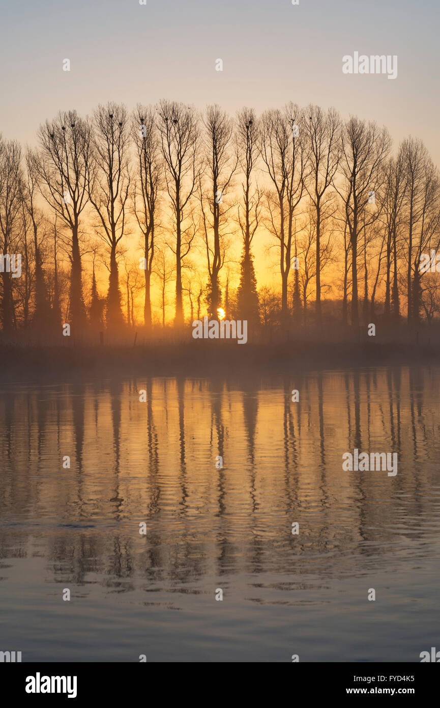 Line of trees on the river thames at sunrise. Buscot, Oxfordshire ...