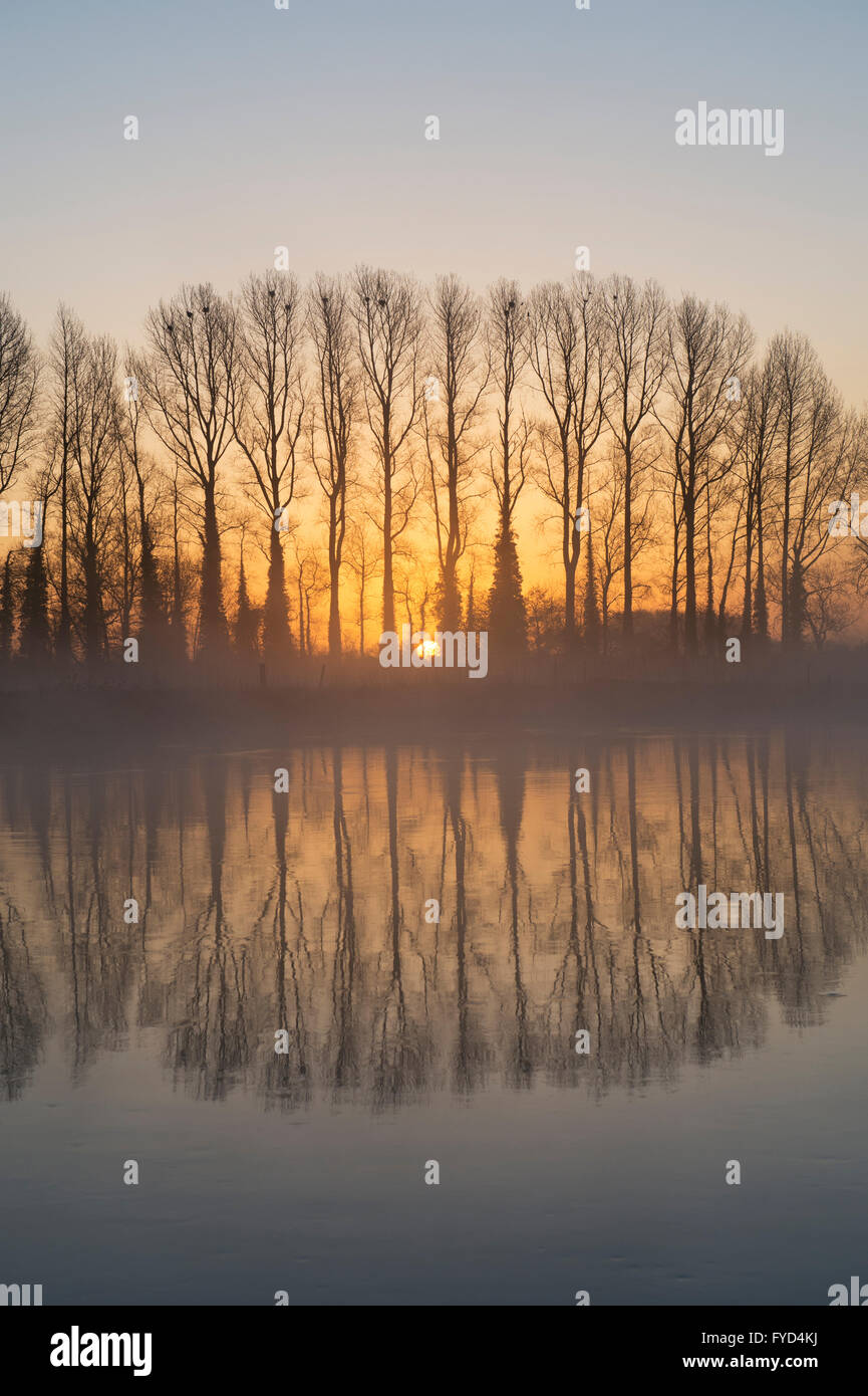 Line of trees on the river thames at sunrise. Buscot, Oxfordshire ...