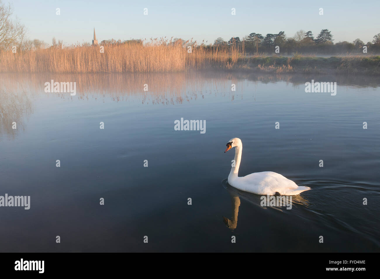 Swan on the river thames on a misty morning at Lechlade. Oxfordshire ...