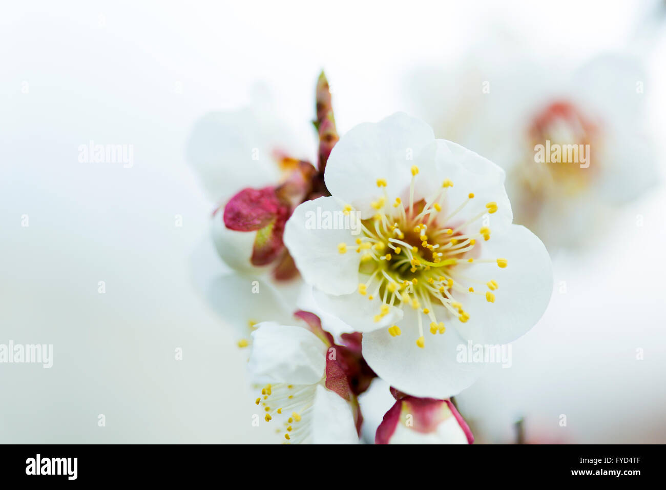 The scent of spring217 Stock Photo - Alamy