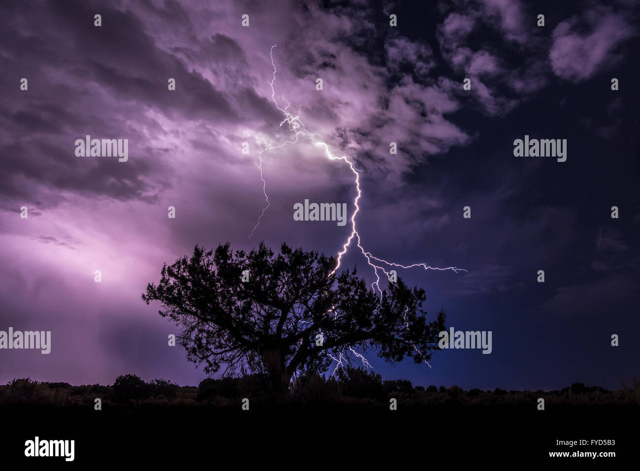 Thunderstorm and juniper tree, Cajon Mesa, Colorado Stock Photo - Alamy