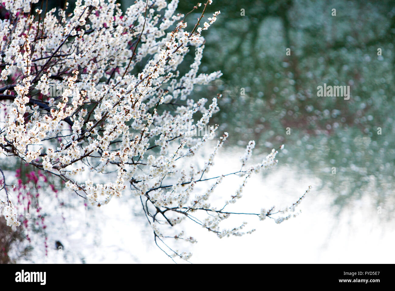The scent of spring295 Stock Photo - Alamy