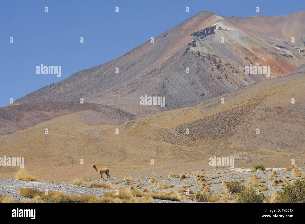 A scenic view of the wild Bolivian outdoor - Atacama desert Stock Photo ...