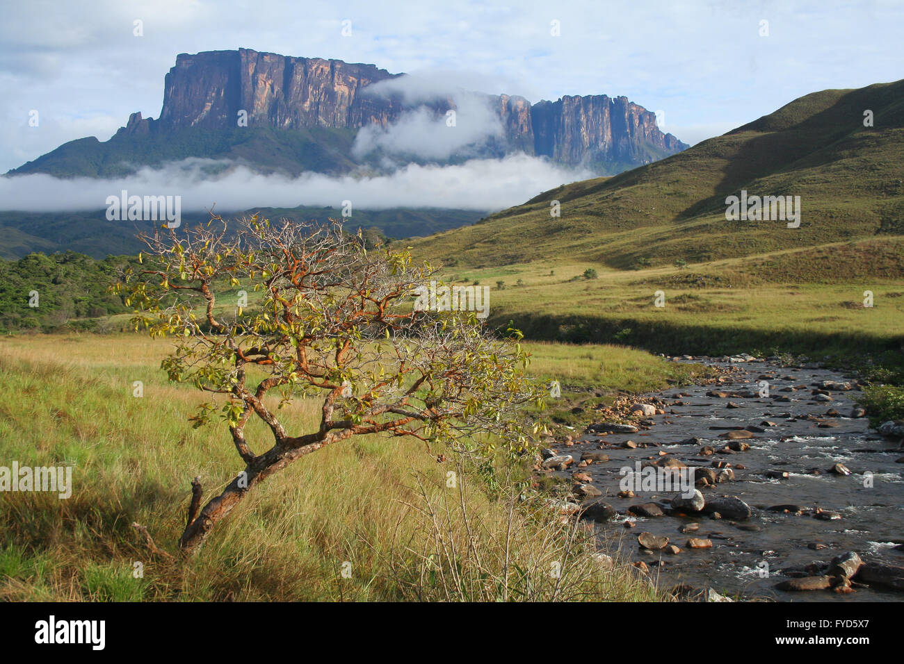 A view of the Roraima Mountain in Venezuela - Landscape Stock Photo - Alamy