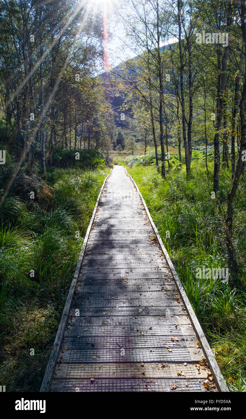 Secluded path through wet woodland with lens flare in Glenfinnan ...