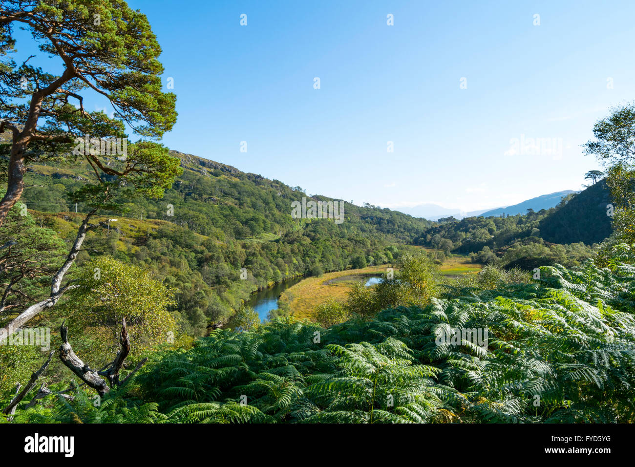 A view overlooking the River Callop floodplain surrounded by woodland ...