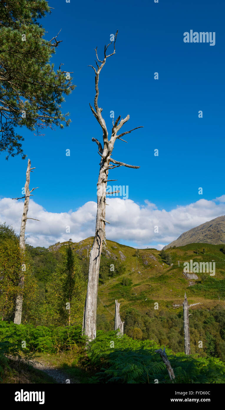 Glenfinnan landmarks hi-res stock photography and images - Alamy