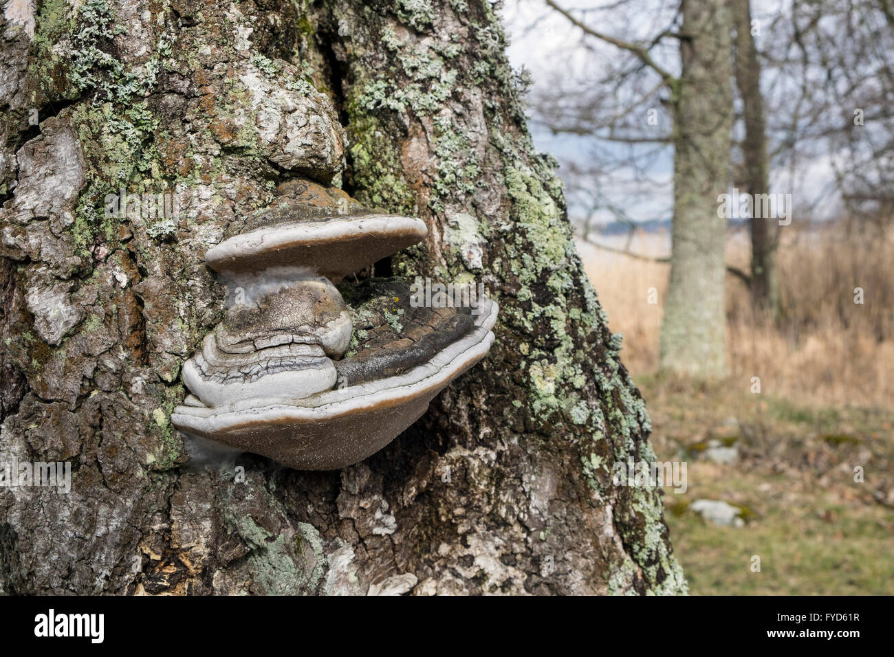 Willow bracket (Phellinus igniarius Stock Photo - Alamy