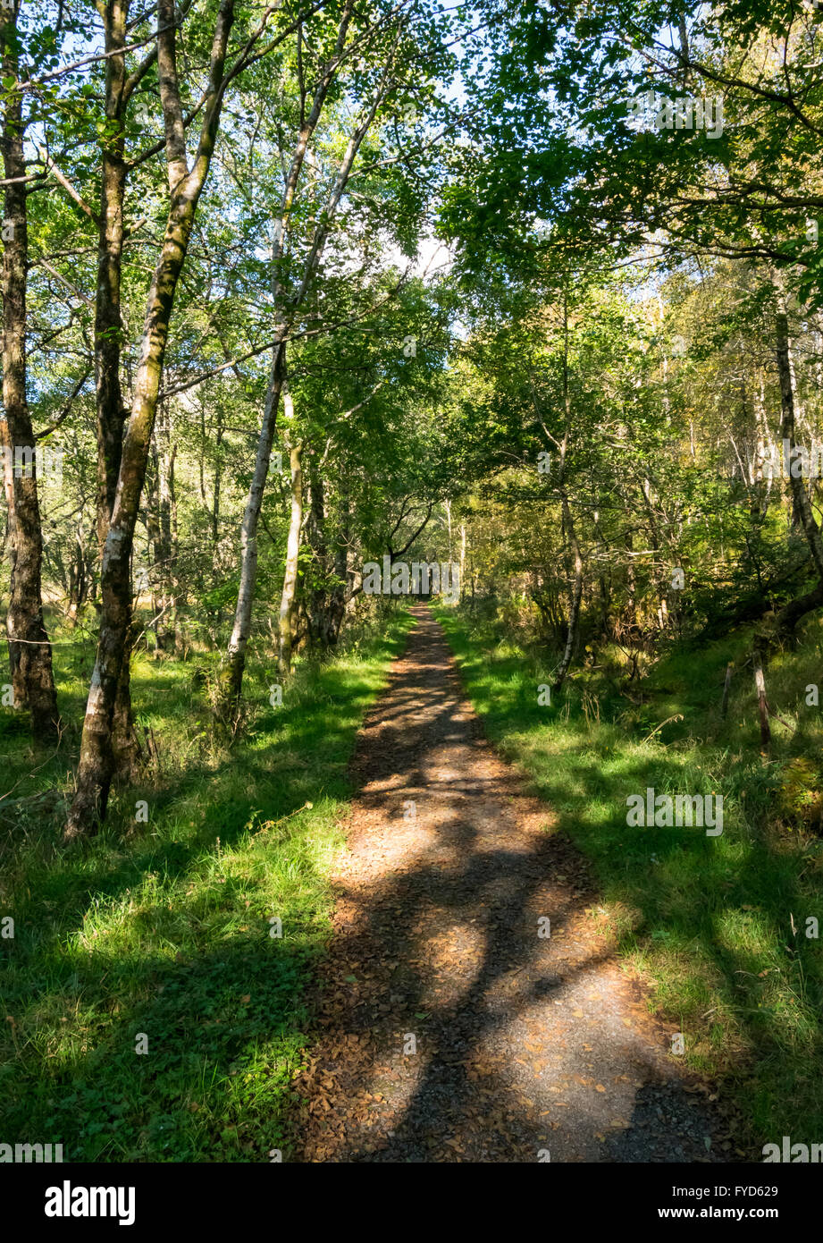 A secluded path through a wooded area of Glenfinnan, Scotland, UK Stock ...