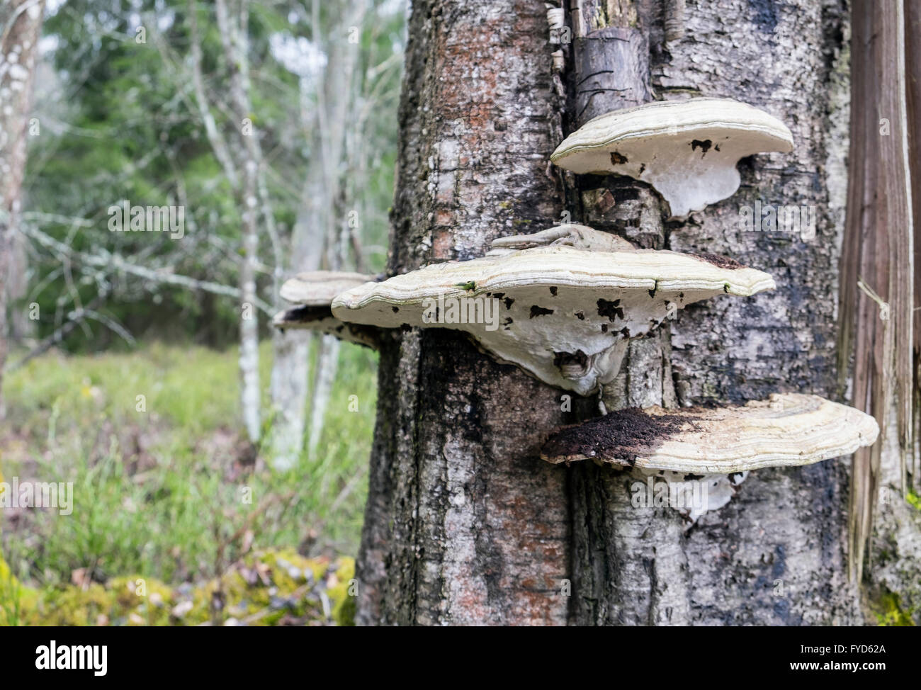 Birch conk fungus hi-res stock photography and images - Alamy