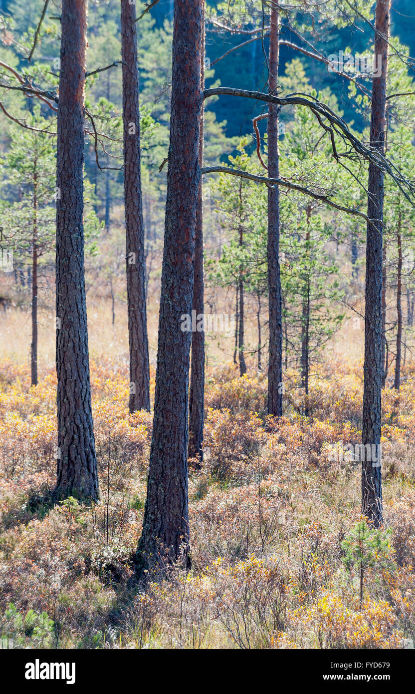 Nature forest pine tree sweden varmland hi-res stock photography and ...