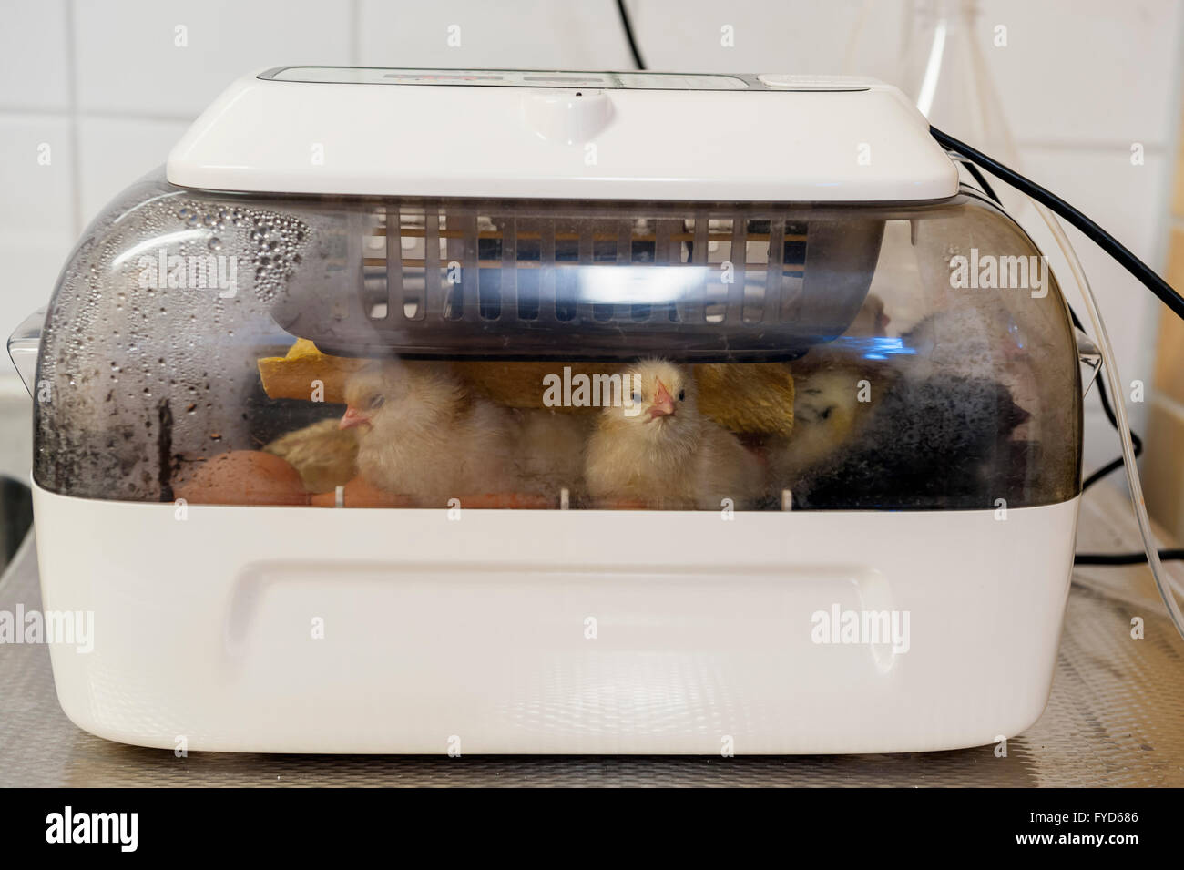 Chickens hatching hi-res stock photography and images - Alamy
