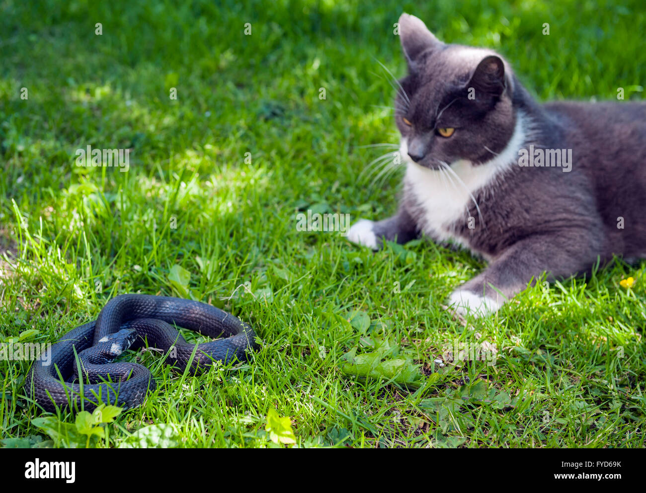 Cat and grass snake Stock Photo - Alamy