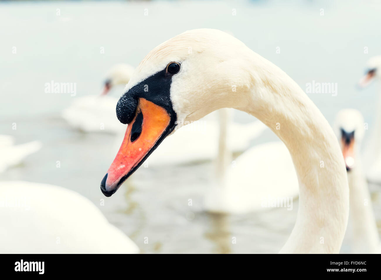 Portrait of white swan in nature Stock Photo - Alamy