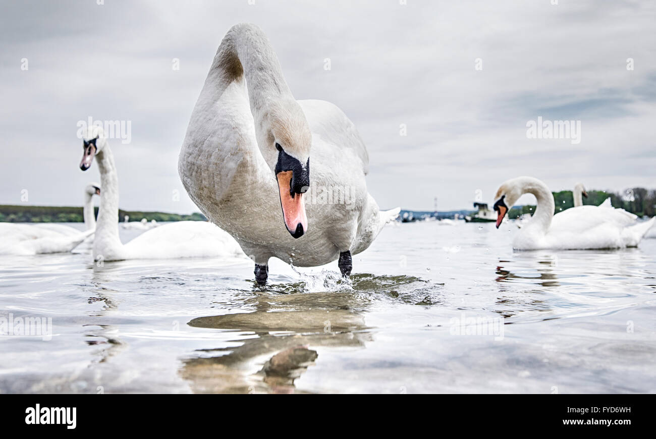 Big white female swan in the river,selective focus Stock Photo - Alamy