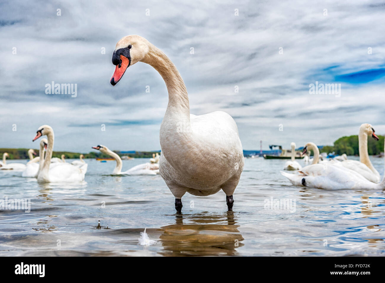 Big white swan standing in the water,selective focus Stock Photo - Alamy