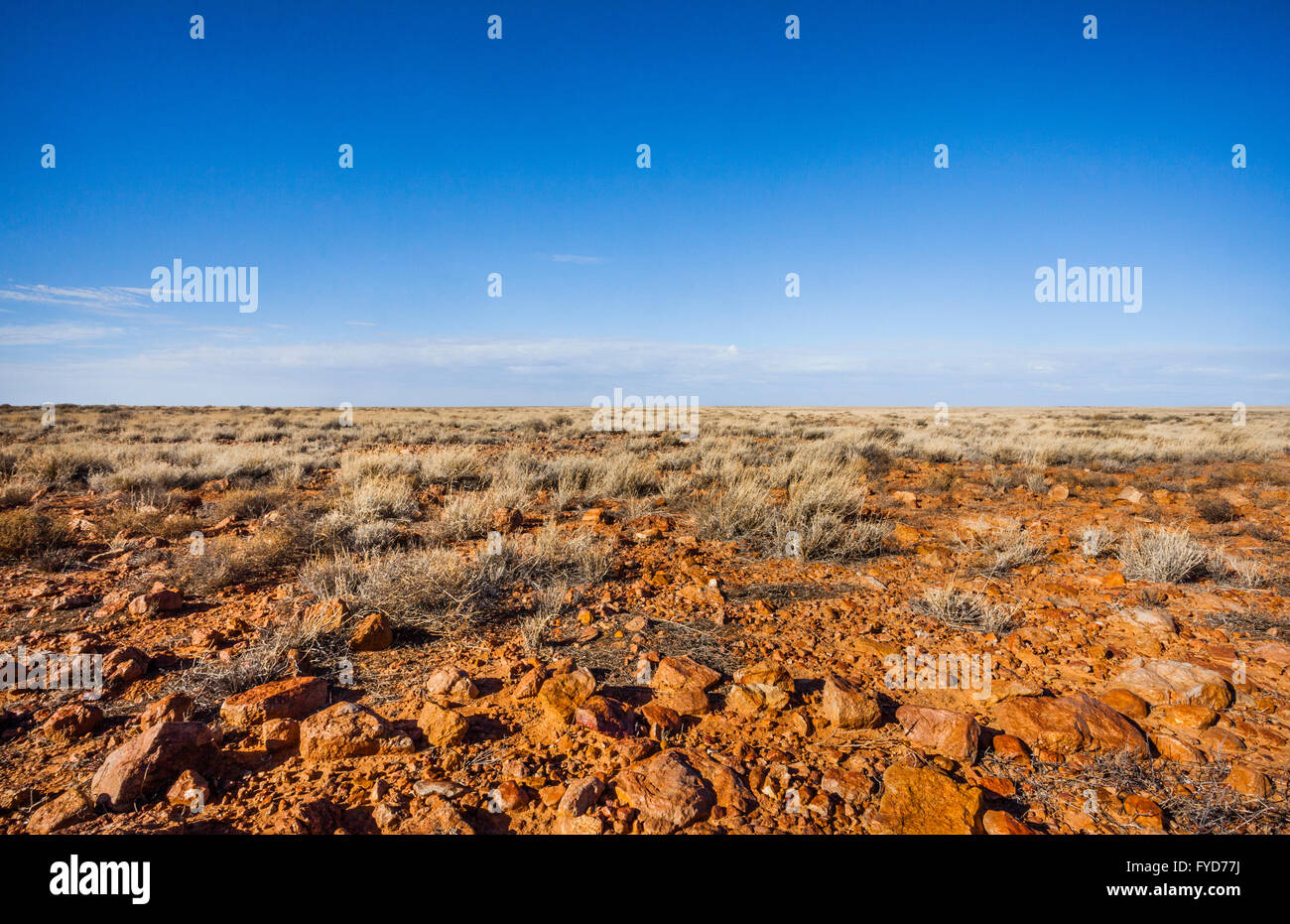 gibber plain with tough grasses on Hamilton Station, Oodnadatta-Eringa ...