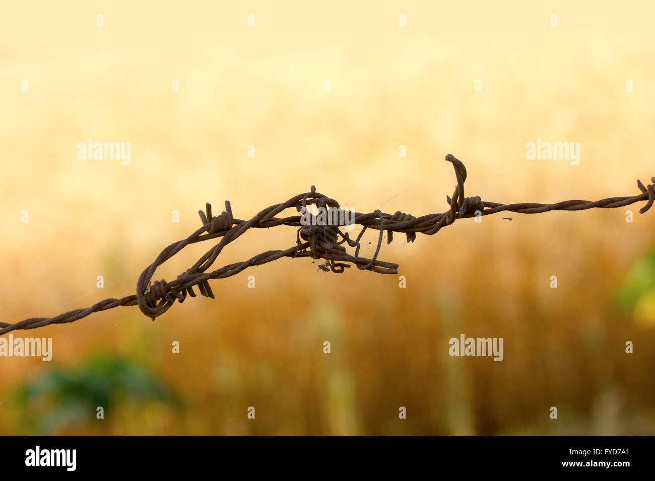 barbed wire fencing Stock Photo - Alamy