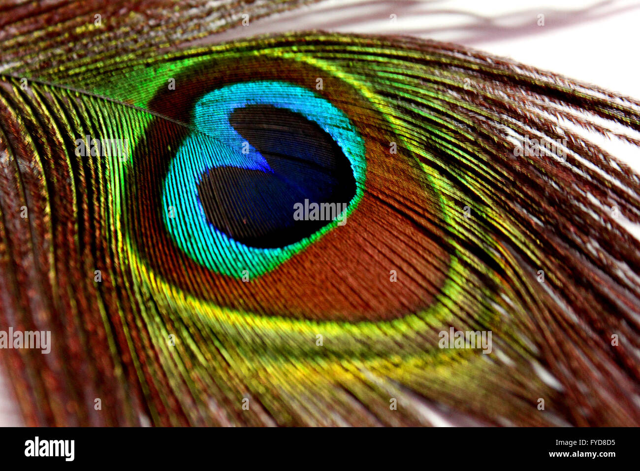 Peacock feather design hi-res stock photography and images - Alamy