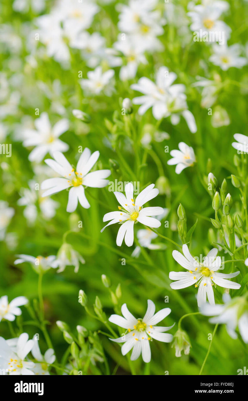 White spring flowers Stock Photo - Alamy