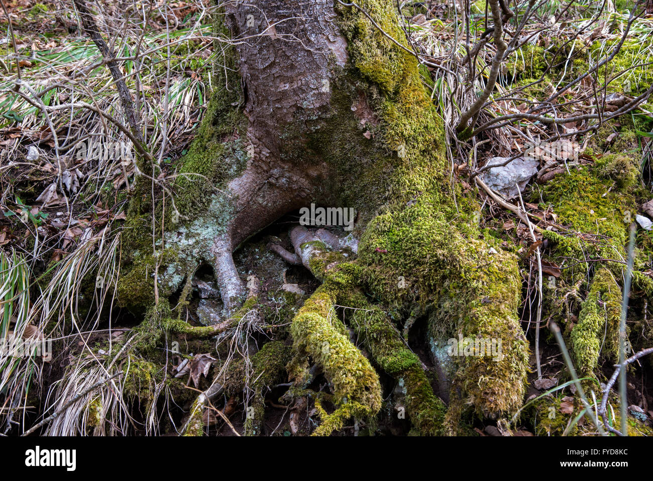 Root gnarled garden hi-res stock photography and images - Alamy