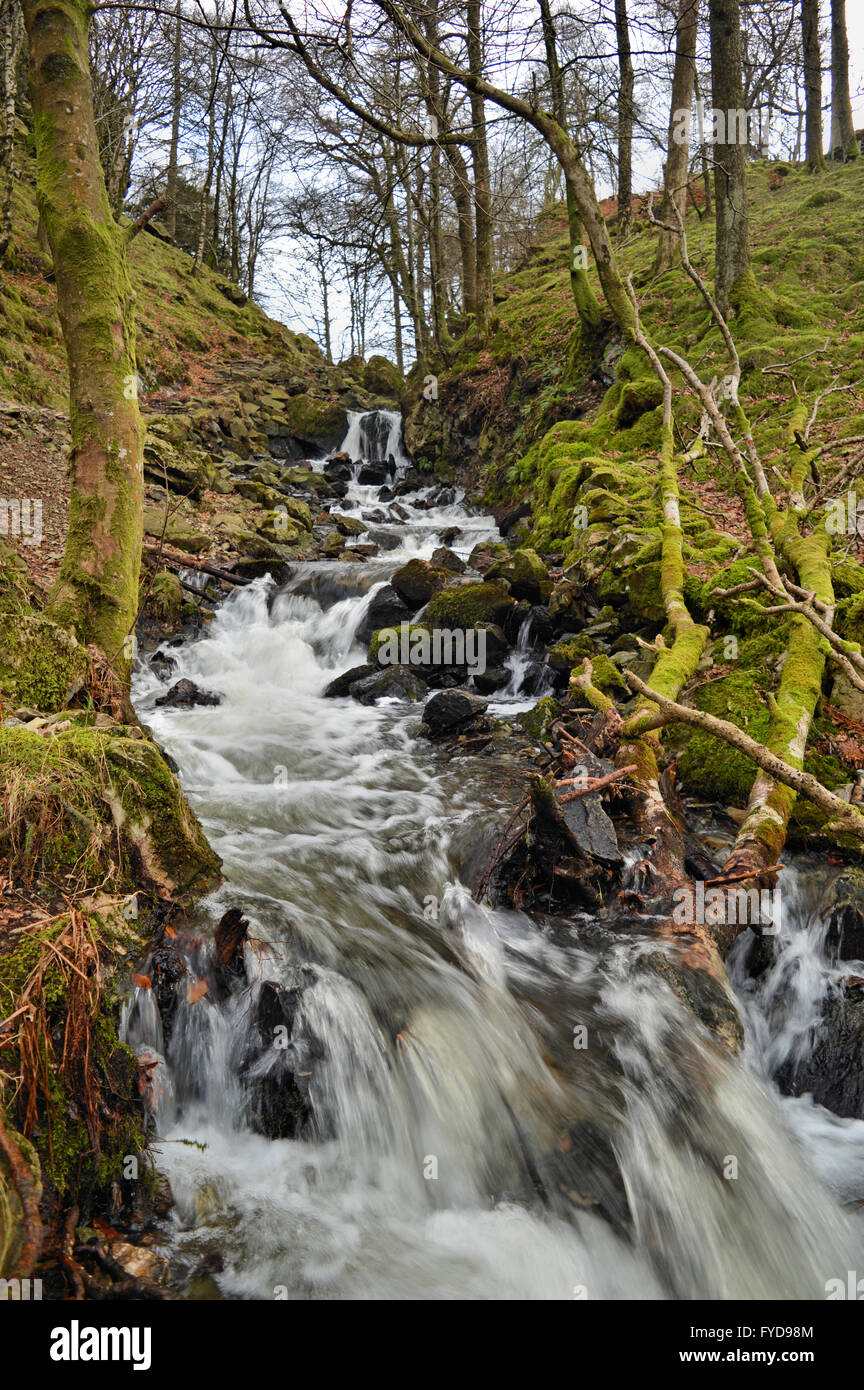 Tom Gill waterfall Tarn Hows Lake District Cumbria Stock Photo - Alamy