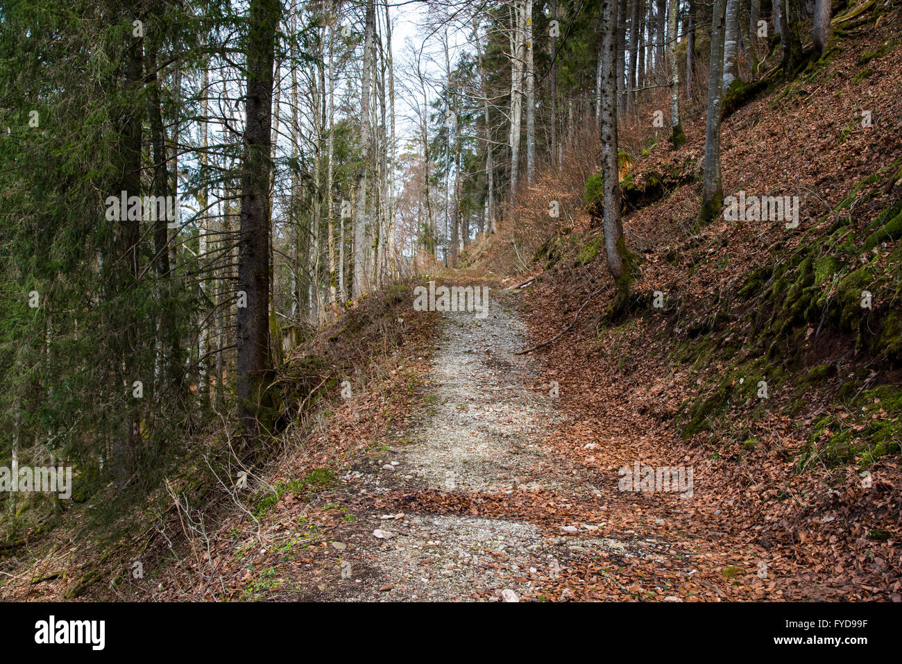 Pathway through the spring forest Stock Photo - Alamy