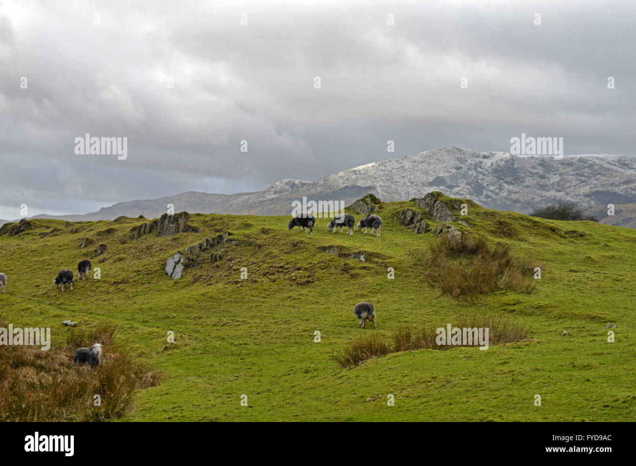 View from Hawkshead Hill with Herdwick sheep near Tarn Hows looking ...