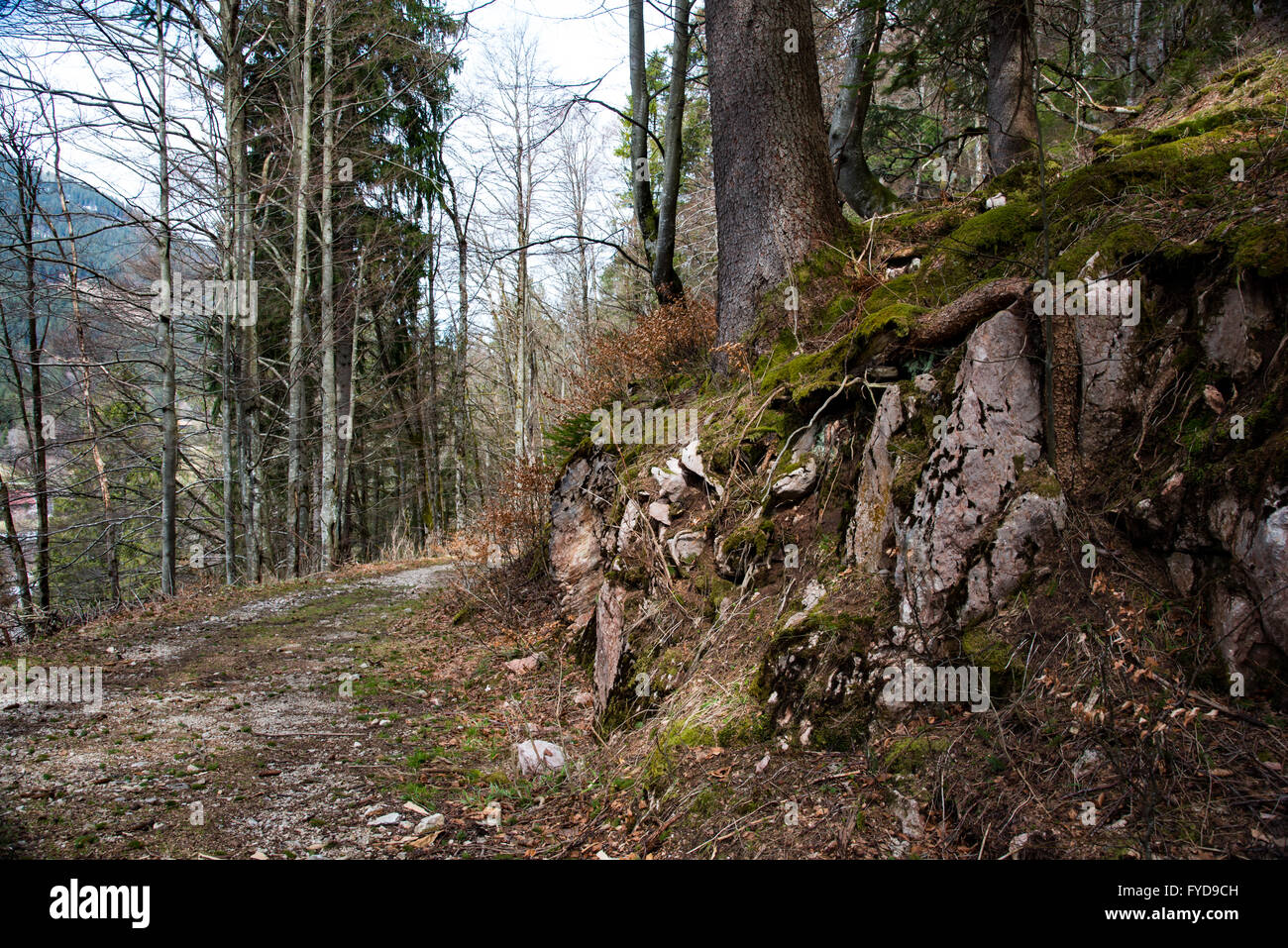 Pathway through the spring forest Stock Photo - Alamy